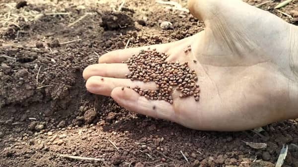 seed germination types